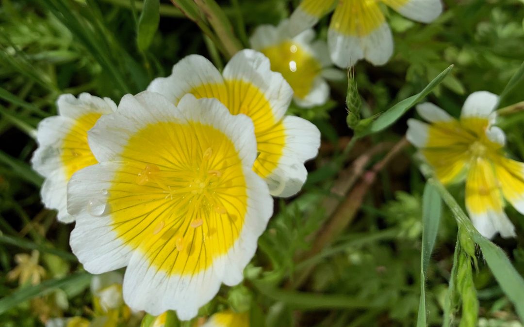 Meadowfoam Seed Oil | Susan M Parker